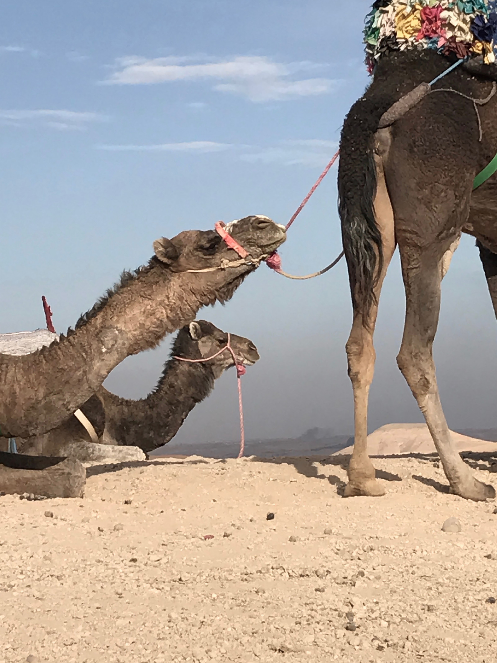 Album. Haider Ackermann. - Issue 13 - System Magazine